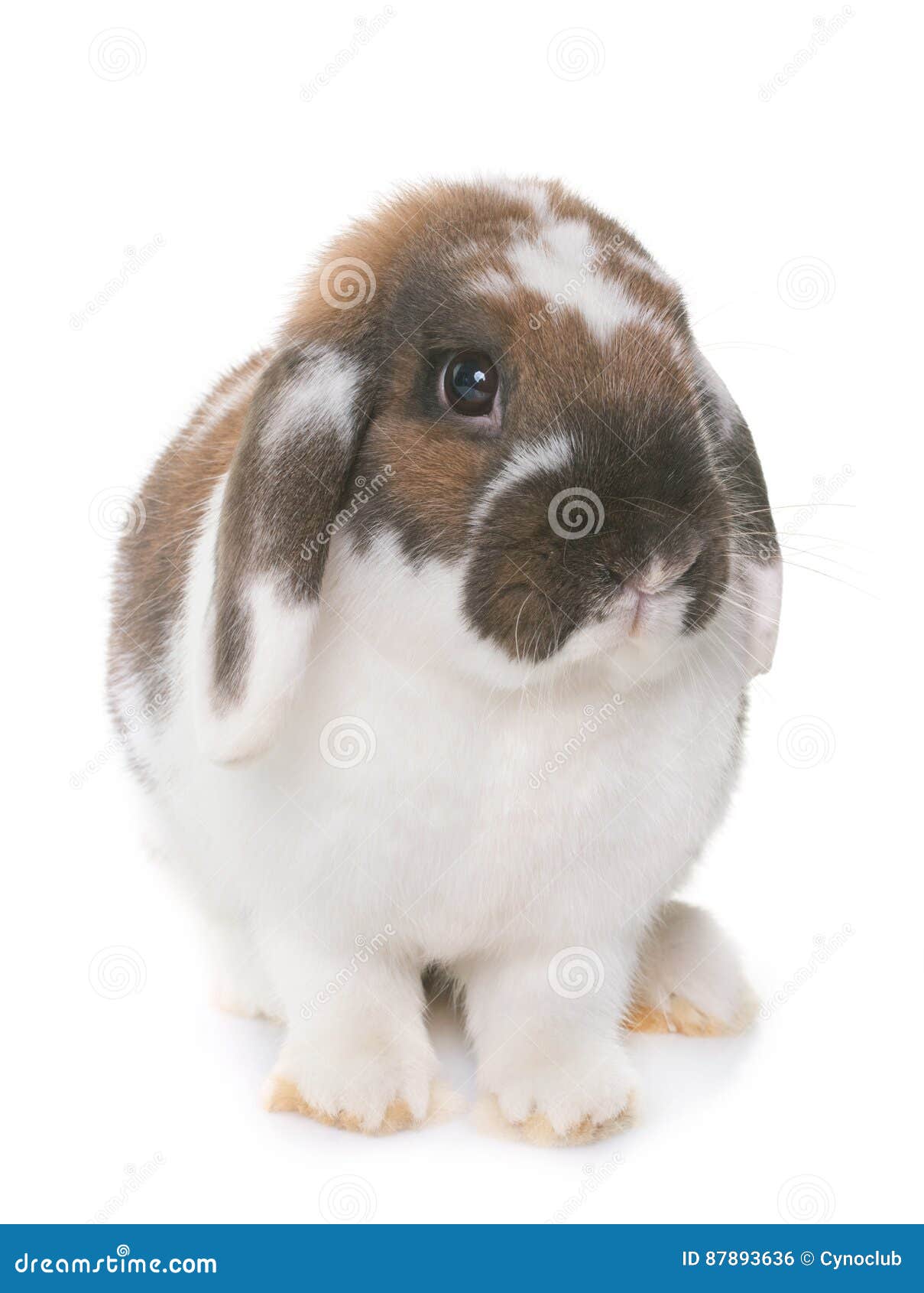 Lop-eared Rabbit Side View. Isolated On White Background Royalty-Free ...