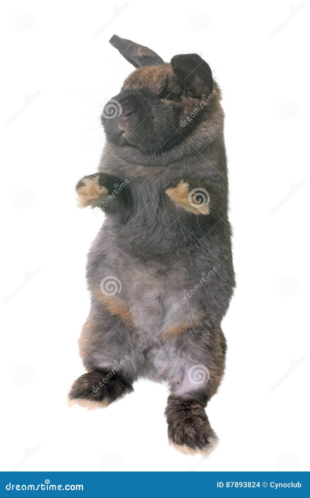 Dwarf lop-eared rabbit stock photo. Image of walking - 87893824