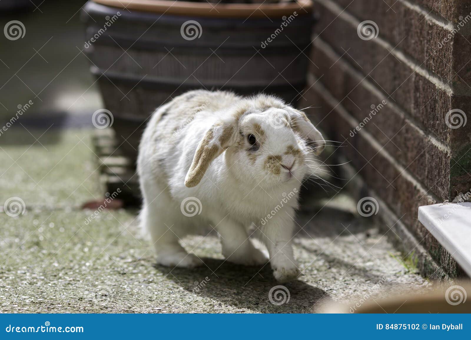 Dwarf lop eared rabbit stock photo. Image of mini, fluffy - 84875102