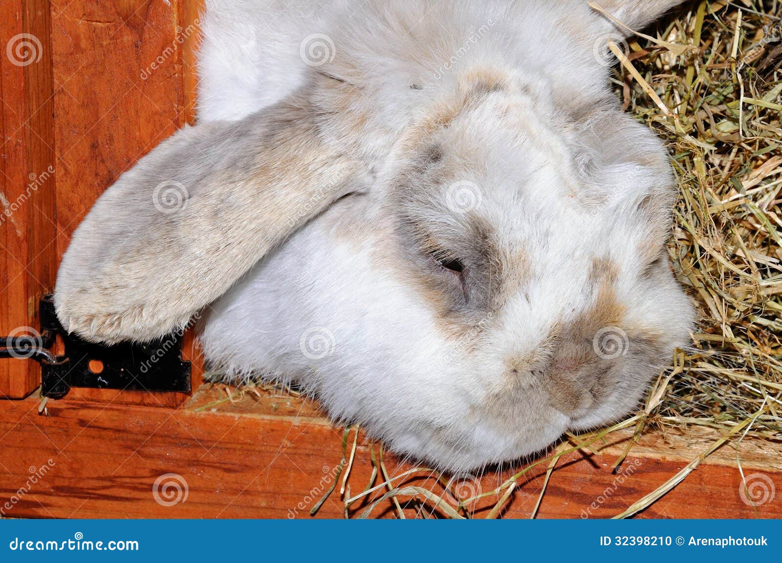 Dwarf Lop rabbit. stock photo. Image of straw, mini, floppy - 32398210