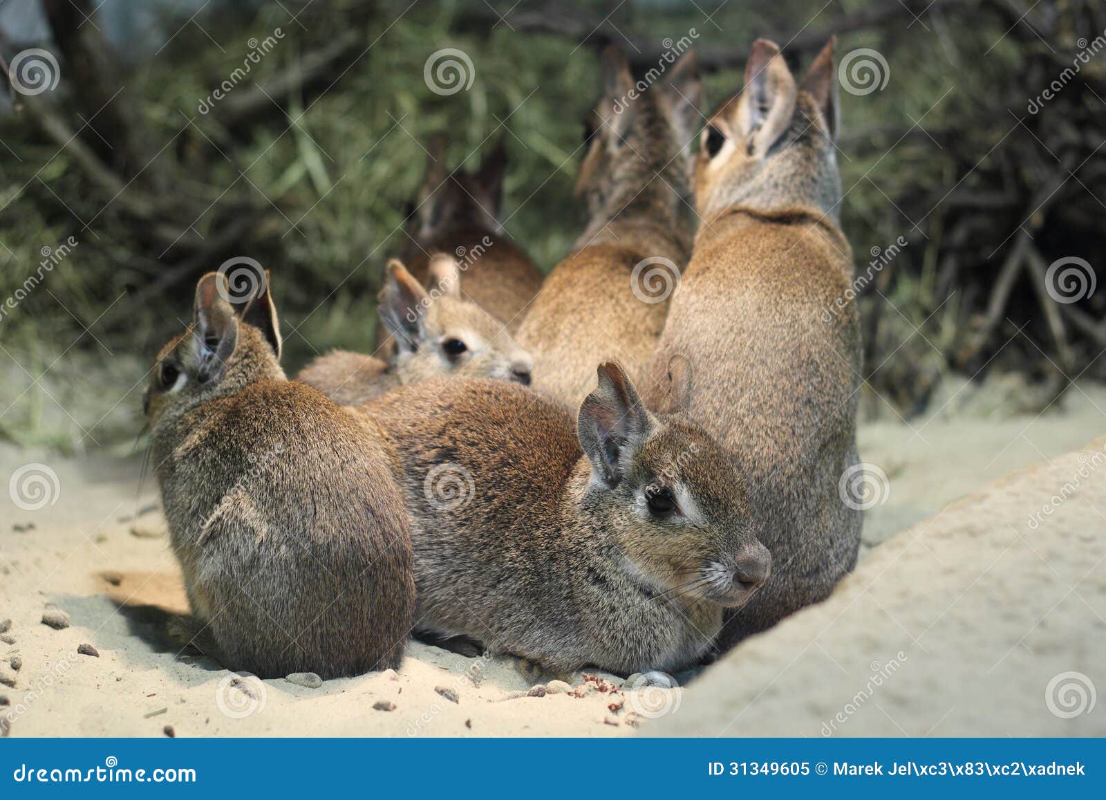 Dwarf mara stock image. Image of salinicola, dwarf, group - 31349605