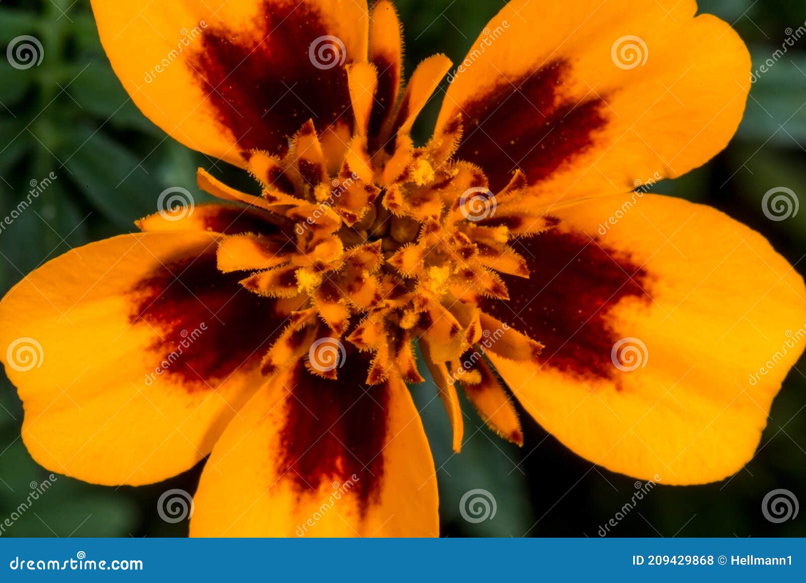 Dwarf Marigold Flower stock photo. Image of foliage - 209429868
