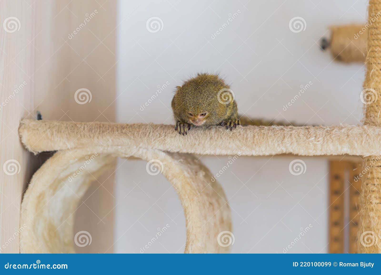 Dwarf Marmoset Callithrix Pygmaea Um Pequeno Macaco Marrom Em Cativeiro ...