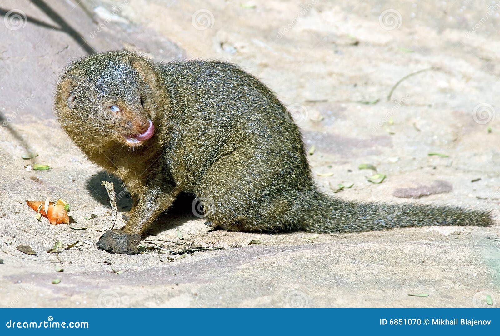 Dwarf mongoose 1 stock photo. Image of mongoose, species - 6851070