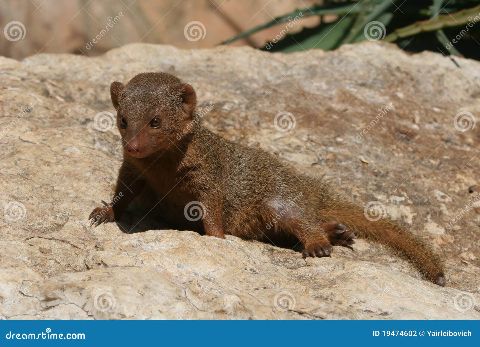 Dwarf mongoose stock photo. Image of nature, african - 19474602