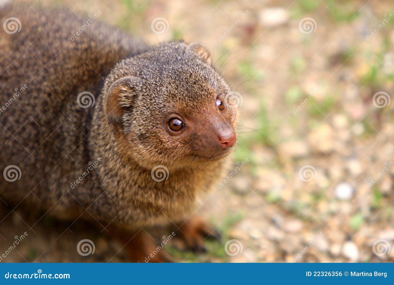 Dwarf mongoose stock photo. Image of parvula, feline - 22326356