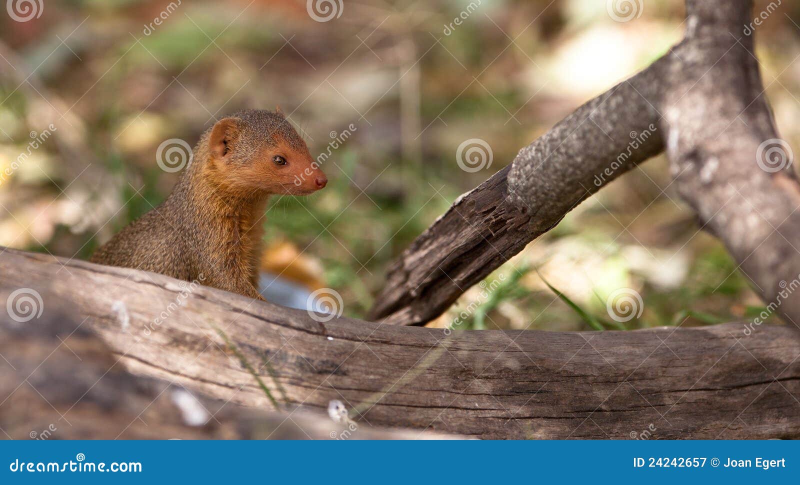The Dwarf Mongoose stock image. Image of creature, cute - 24242657