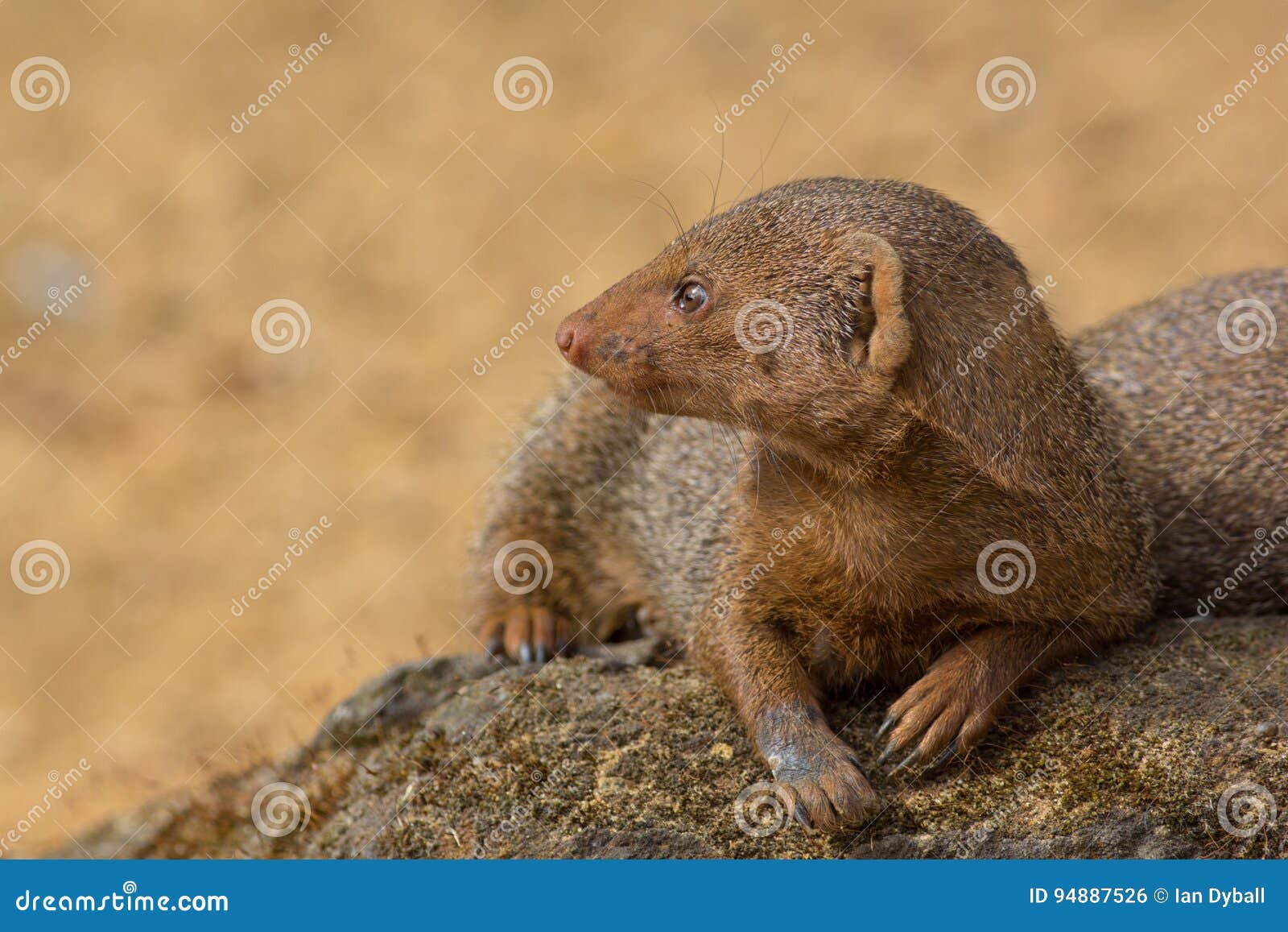 Dwarf Mongoose in Close Up with Copy Space. Cute Wild Animal in Stock ...