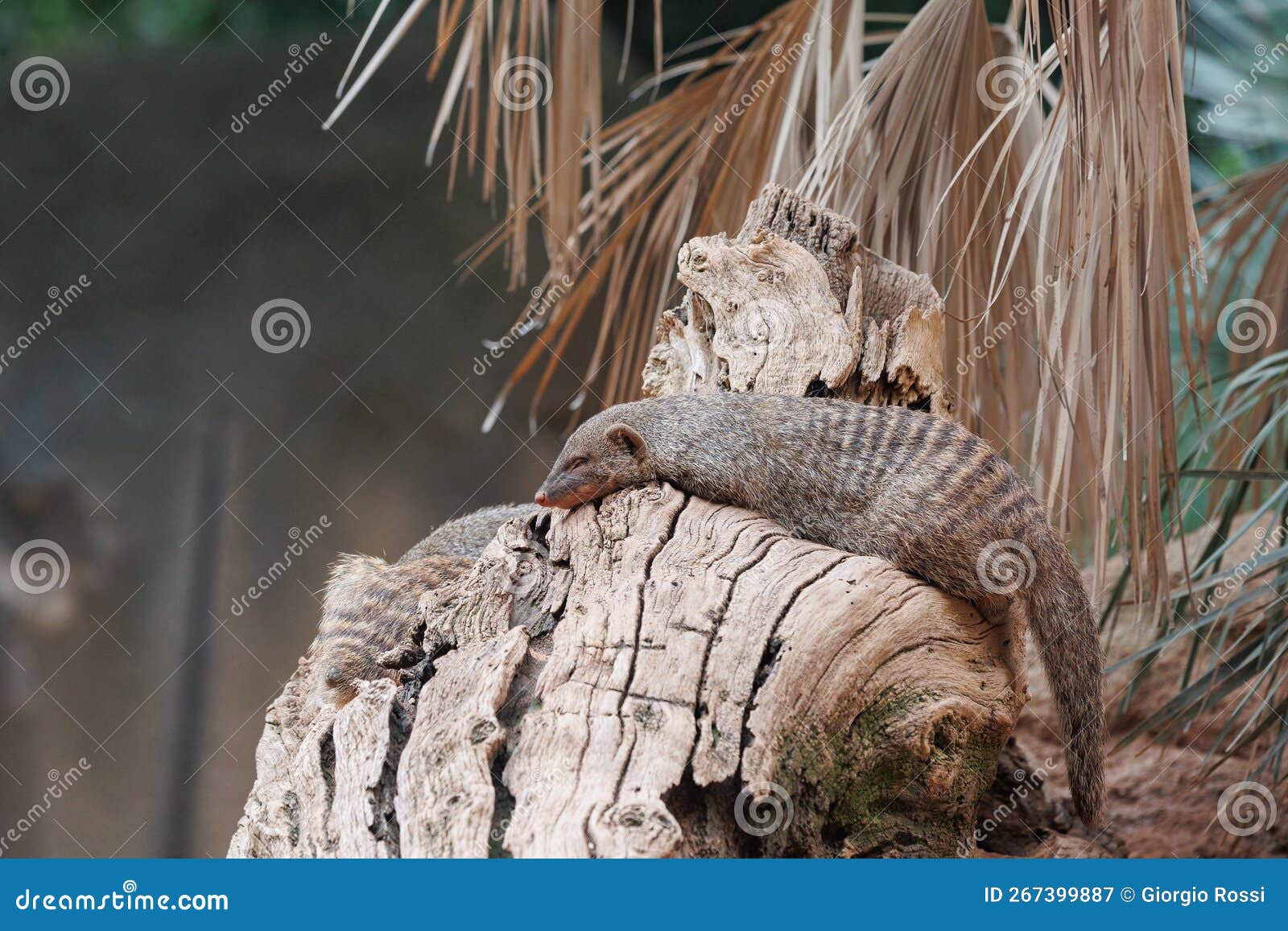 Dwarf Mongoose Dozing Above a Tree Trunk Stock Image - Image of ...