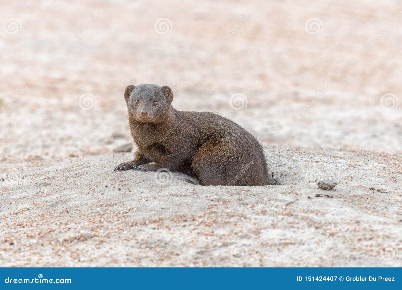 Dwarf Mongoose Emerging from Its Den Stock Image - Image of carnivore ...