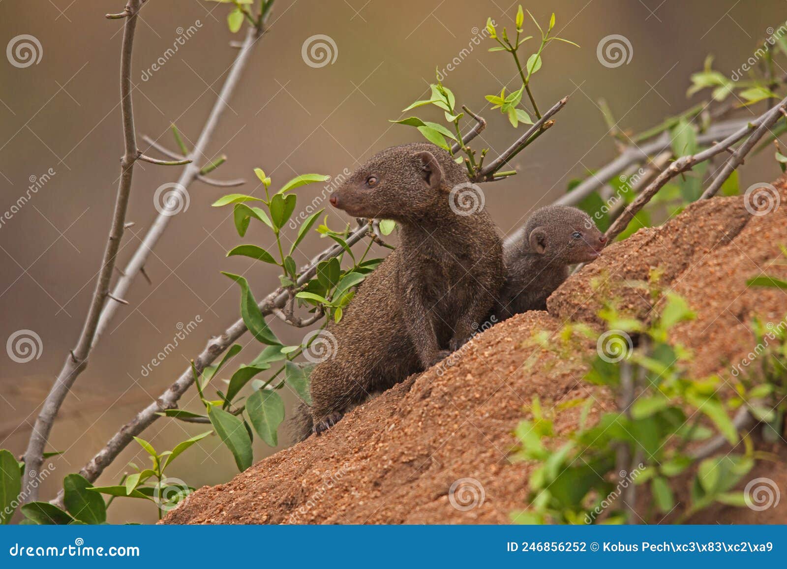 Dwarf Mongoose Helogale Parvula 13808 Stock Photo - Image of dwarf ...