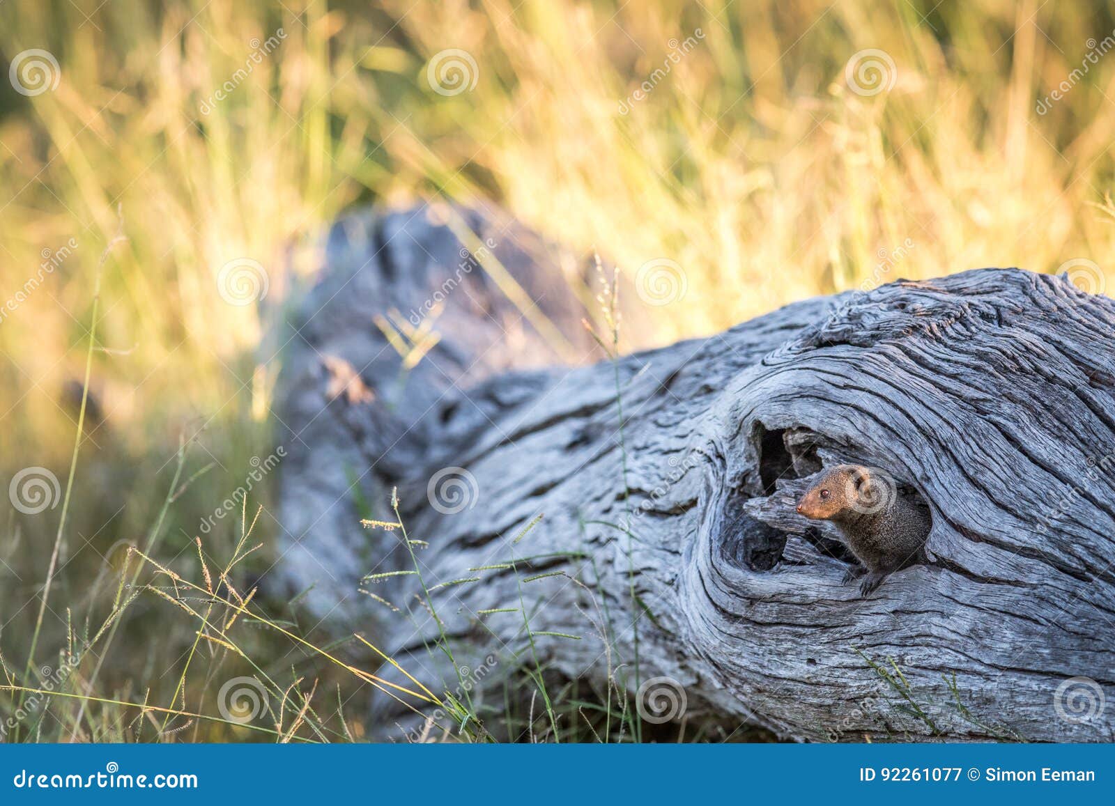 Dwarf Mongoose Hiding in a Fallen Tree. Stock Image - Image of animal ...
