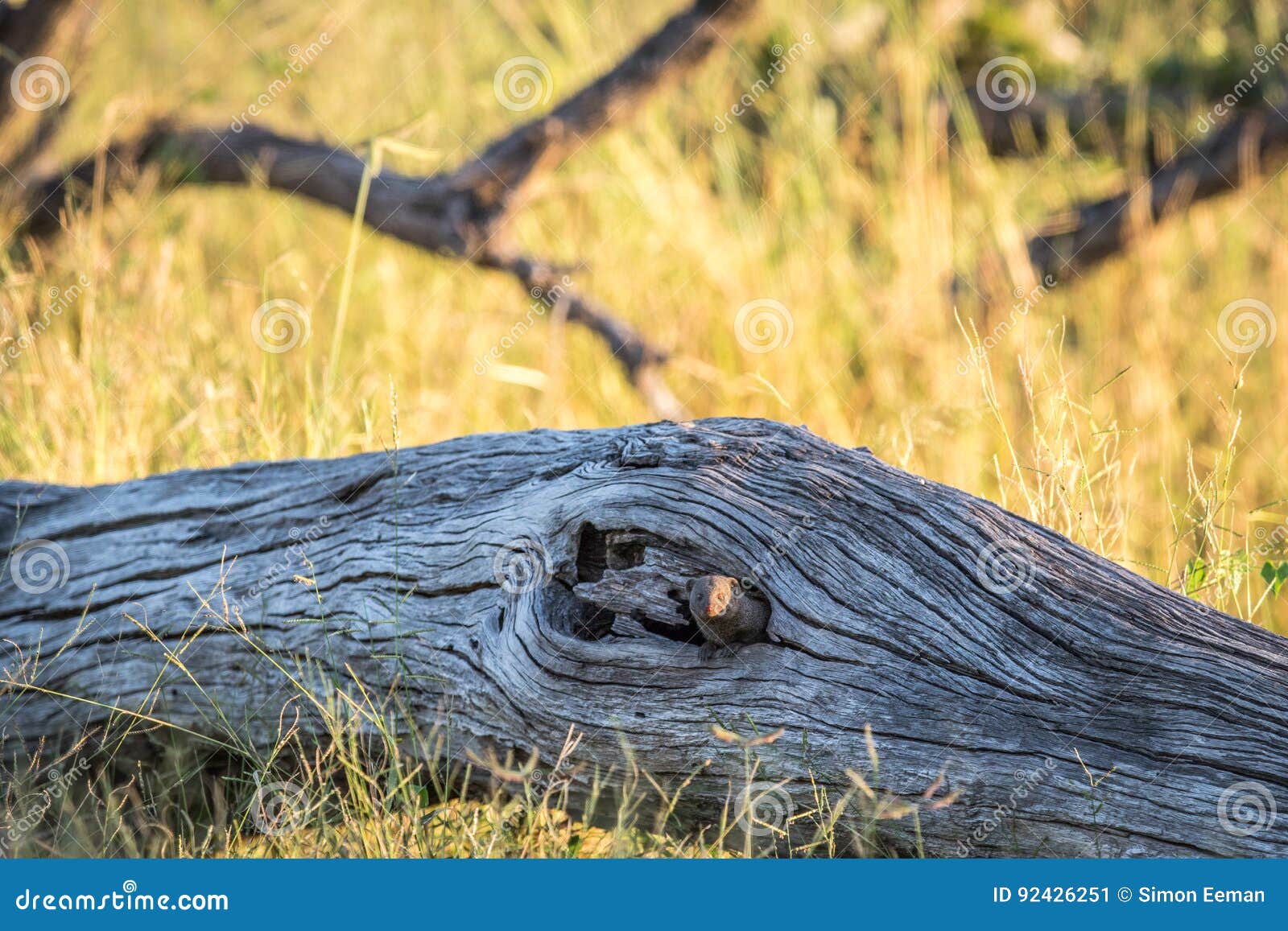 Dwarf Mongoose Hiding in a Fallen Tree. Stock Image - Image of fierce ...
