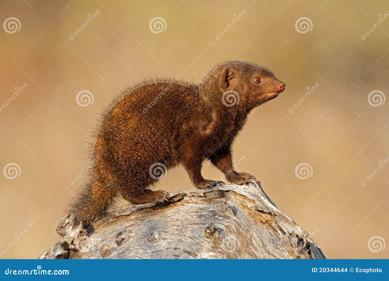 Dwarf mongoose, Kruger N/P stock photo. Image of ears - 20344644