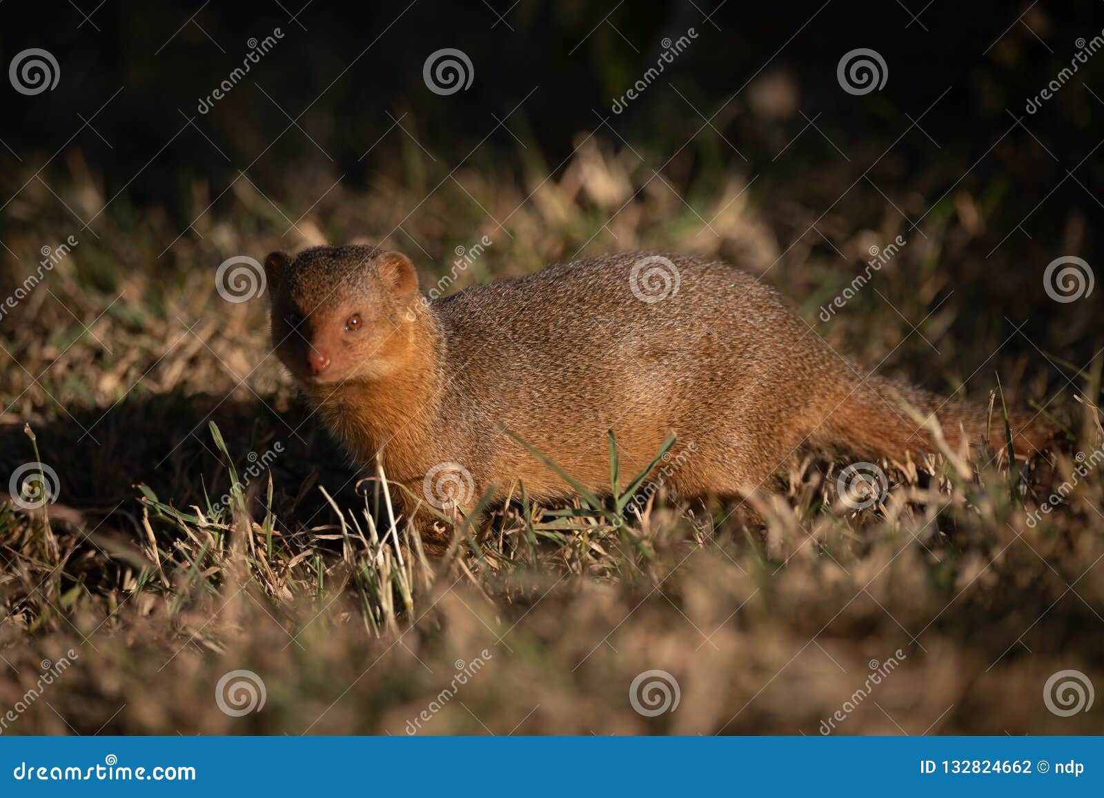 Dwarf Mongoose Stands Faces Camera in Grass Stock Photo - Image of ...
