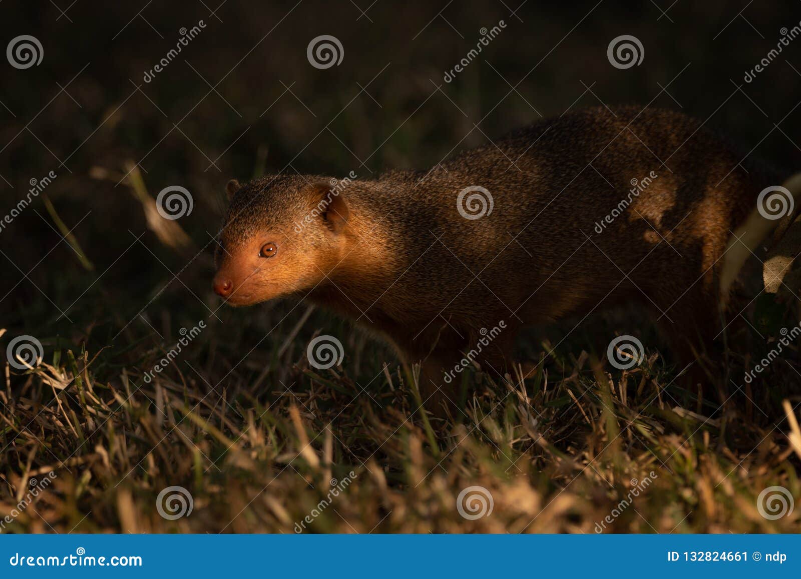 Dwarf Mongoose with Sunlit Face in Shadows Stock Image - Image of ...