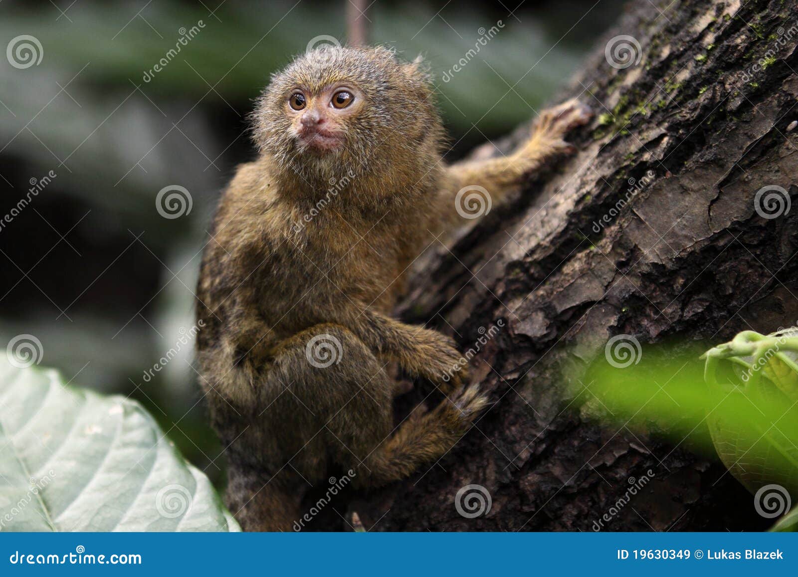 Dwarf monkey stock image. Image of trunk, marmoset, wildlife - 19630349