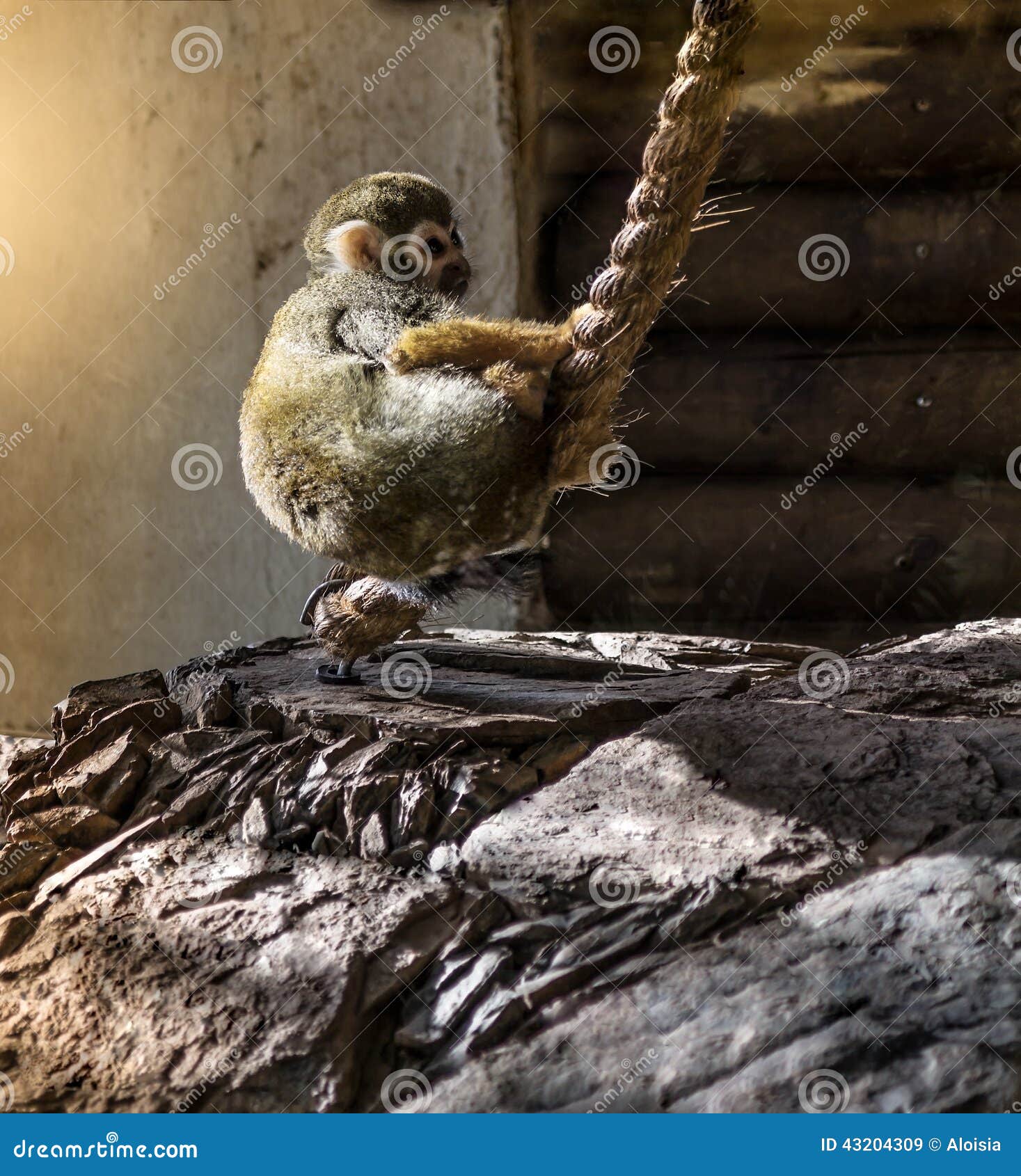 Dwarf monkey stock image. Image of omnivorous, africa - 43204309