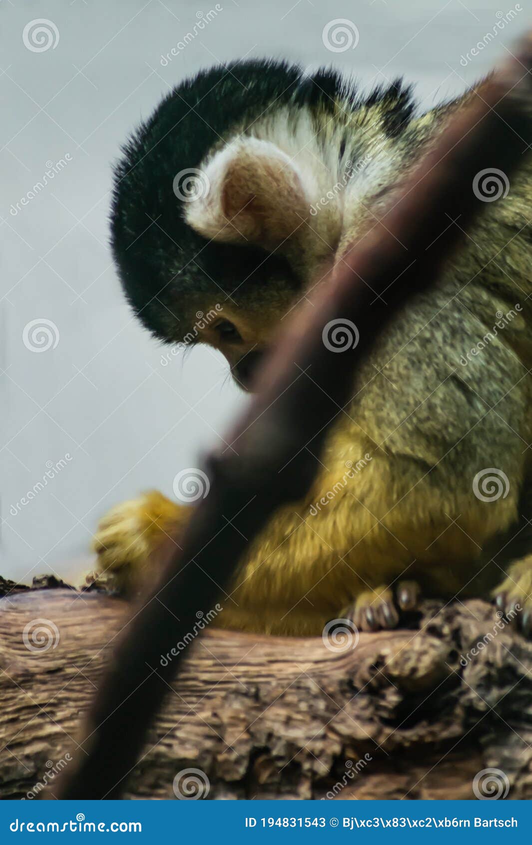 The dwarf monkey stock image. Image of climb, asia, face - 194831543