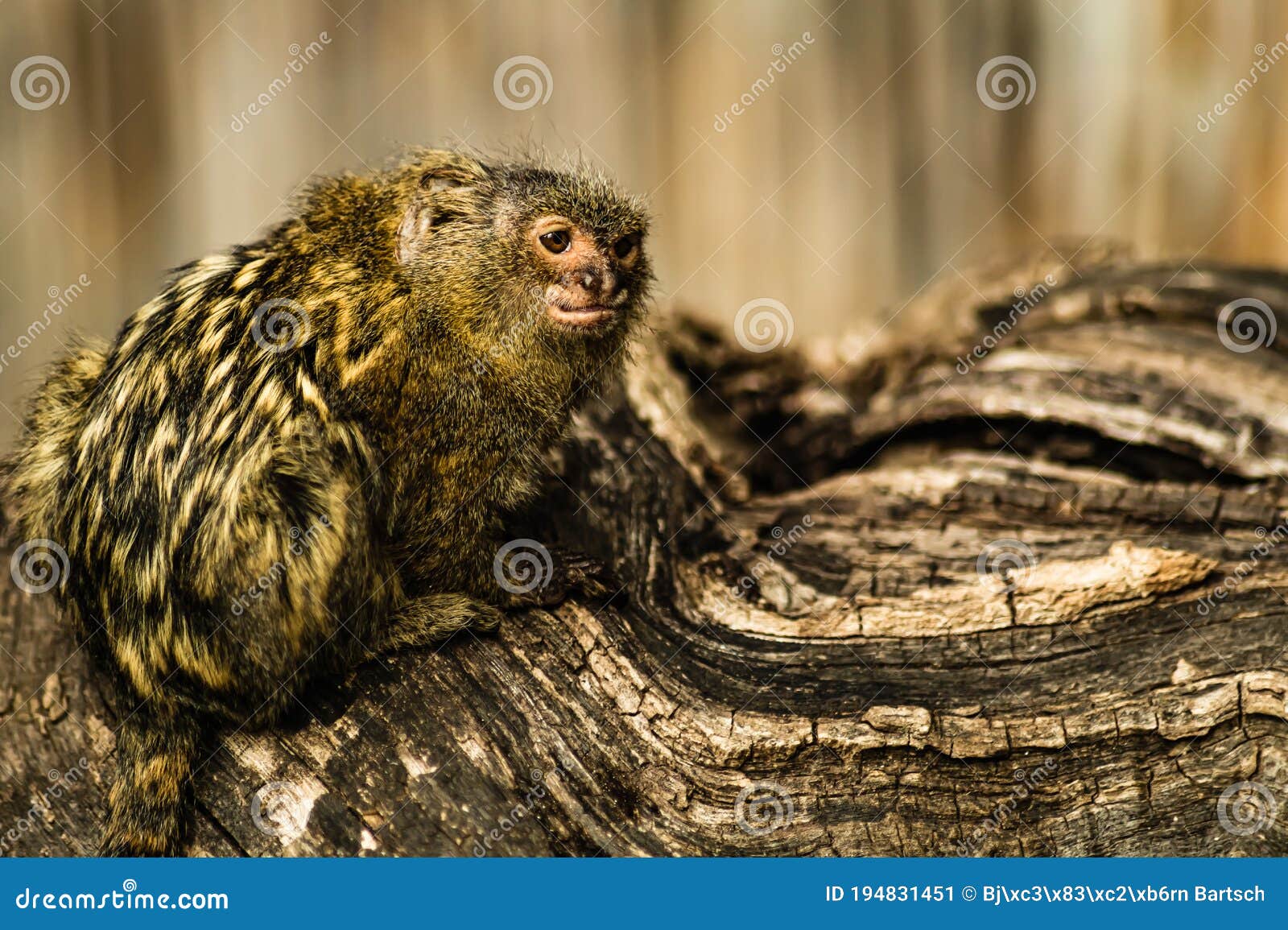 The dwarf monkey stock image. Image of face, rare, hairy - 194831451