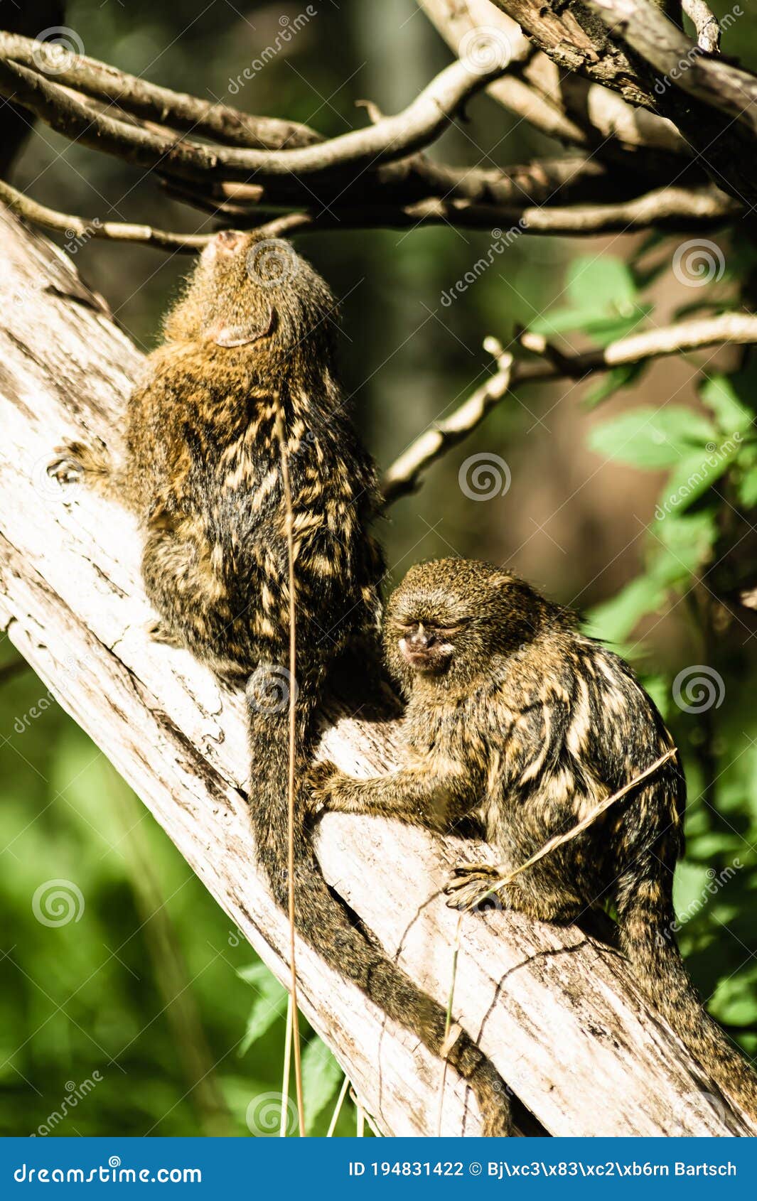 The dwarf monkey stock photo. Image of adorable, creature - 194831422