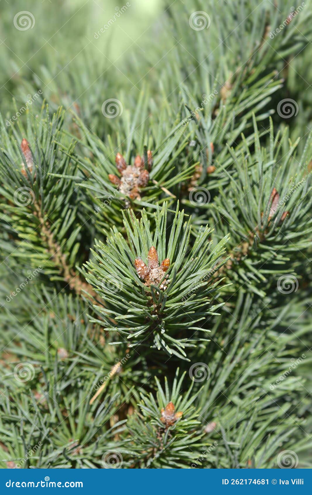 Dwarf mountain pine Gnom stock image. Image of plant - 262174681