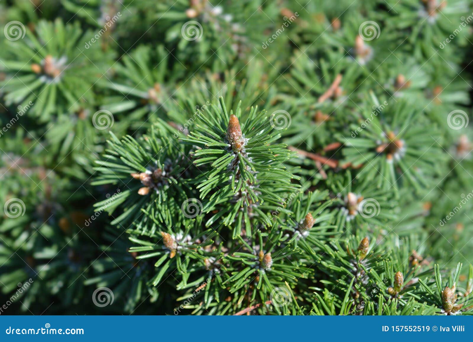 Dwarf mountain pine Humpy stock image. Image of green - 157552519