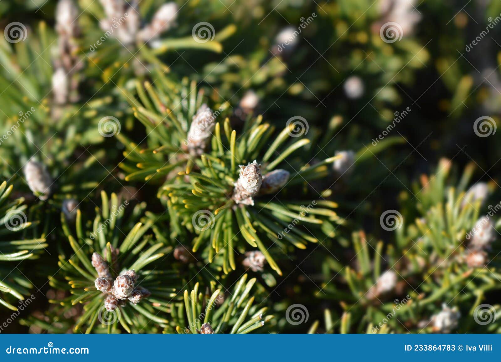 Dwarf mountain pine Humpy stock image. Image of pinus - 233864783
