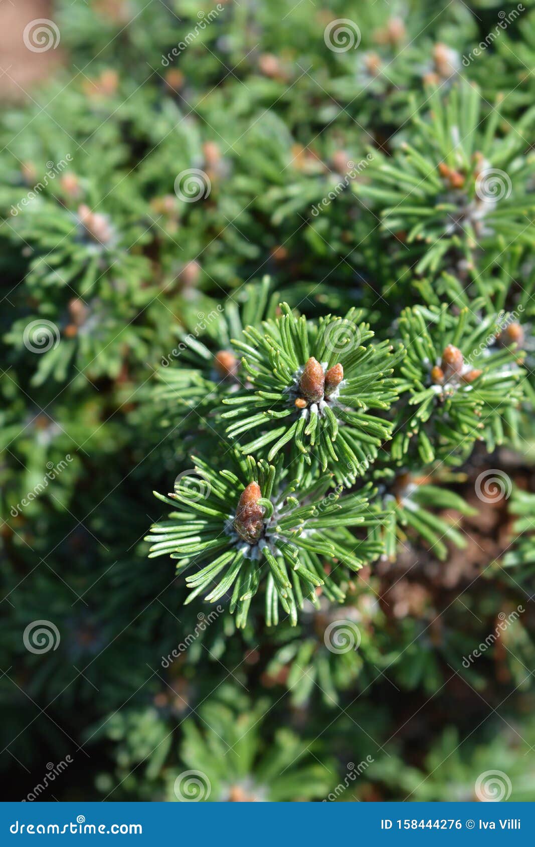 Dwarf mountain pine Humpy stock photo. Image of close - 158444276