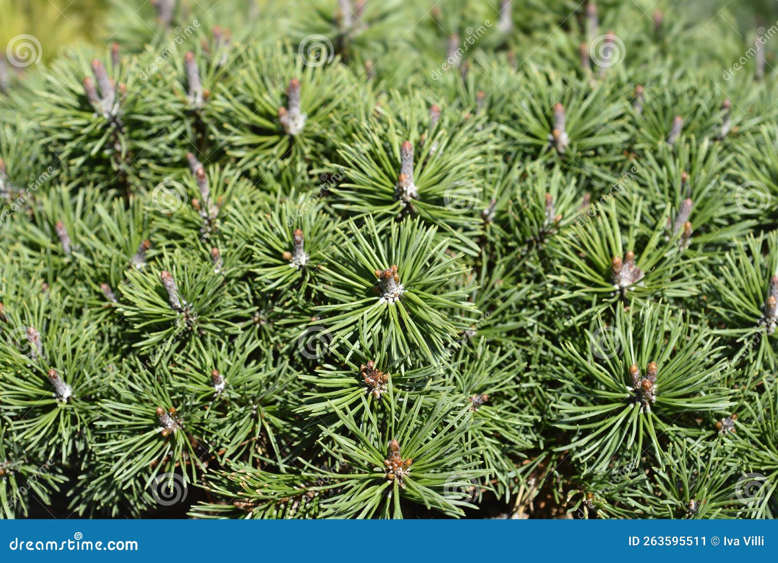 Dwarf mountain pine Mops stock image. Image of dwarf - 263595511