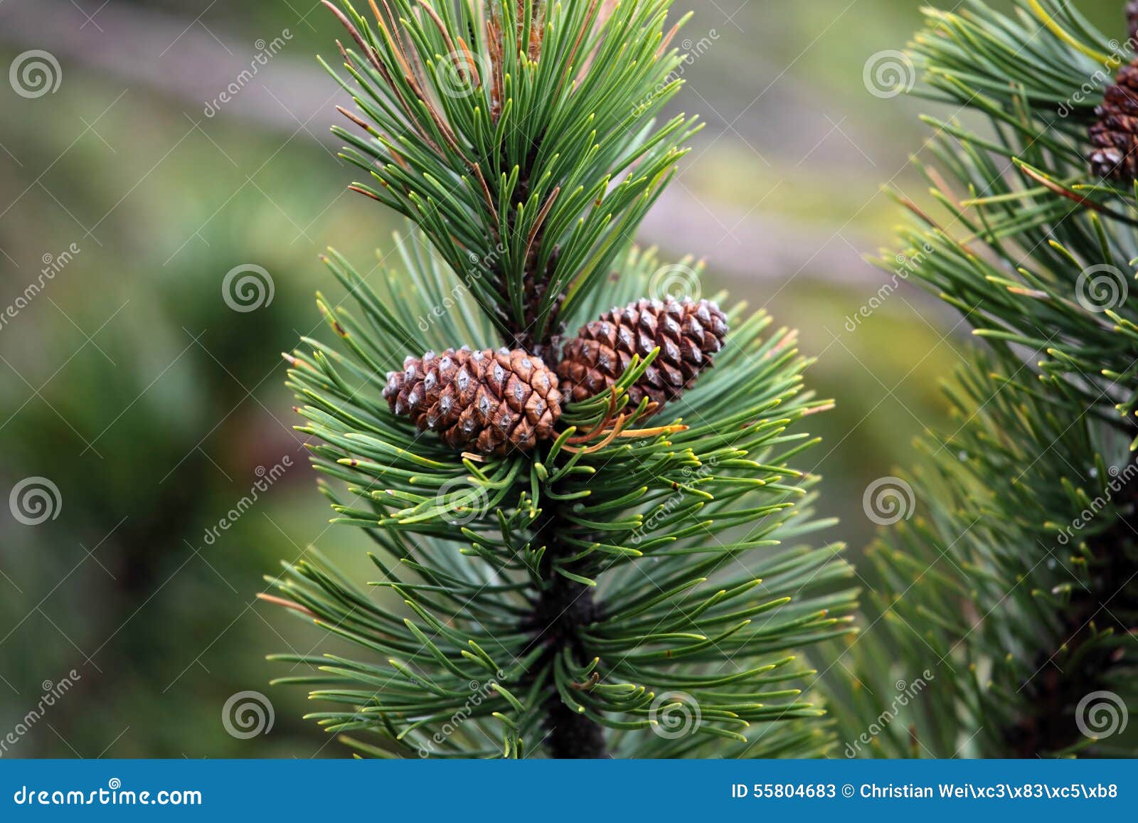 Dwarf Mountain Pine (Pinus Mugo) Stock Image - Image of bush, branches ...