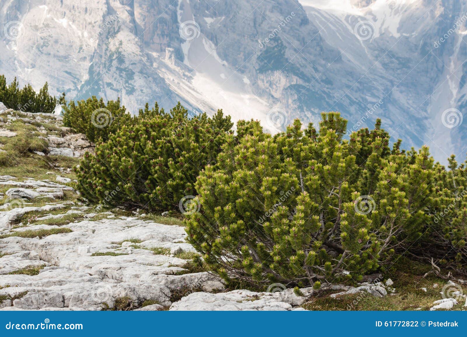 Dwarf mountain pine shrubs stock photo. Image of valley - 61772822