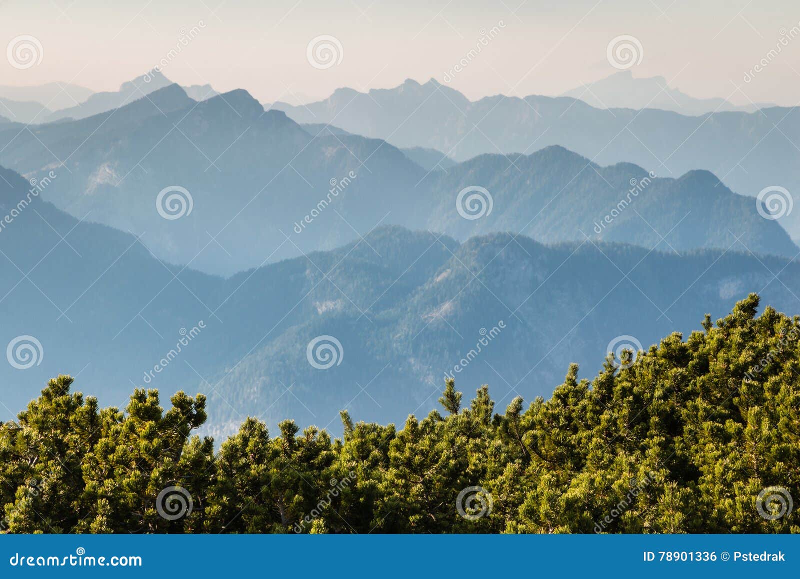 Dwarf Mountain Pine Shrubs with Sunset Over Mountain Ranges Stock Photo ...