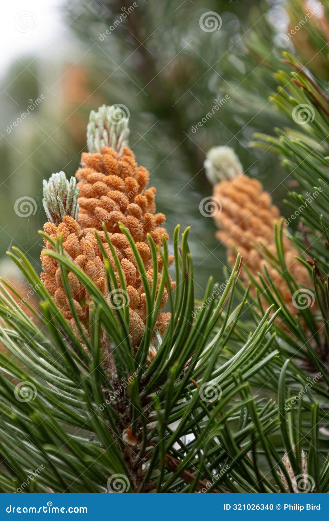 Dwarf Mountain Pine Tree, Pinus Mugo Turra, Sprouting New Pine Cones ...
