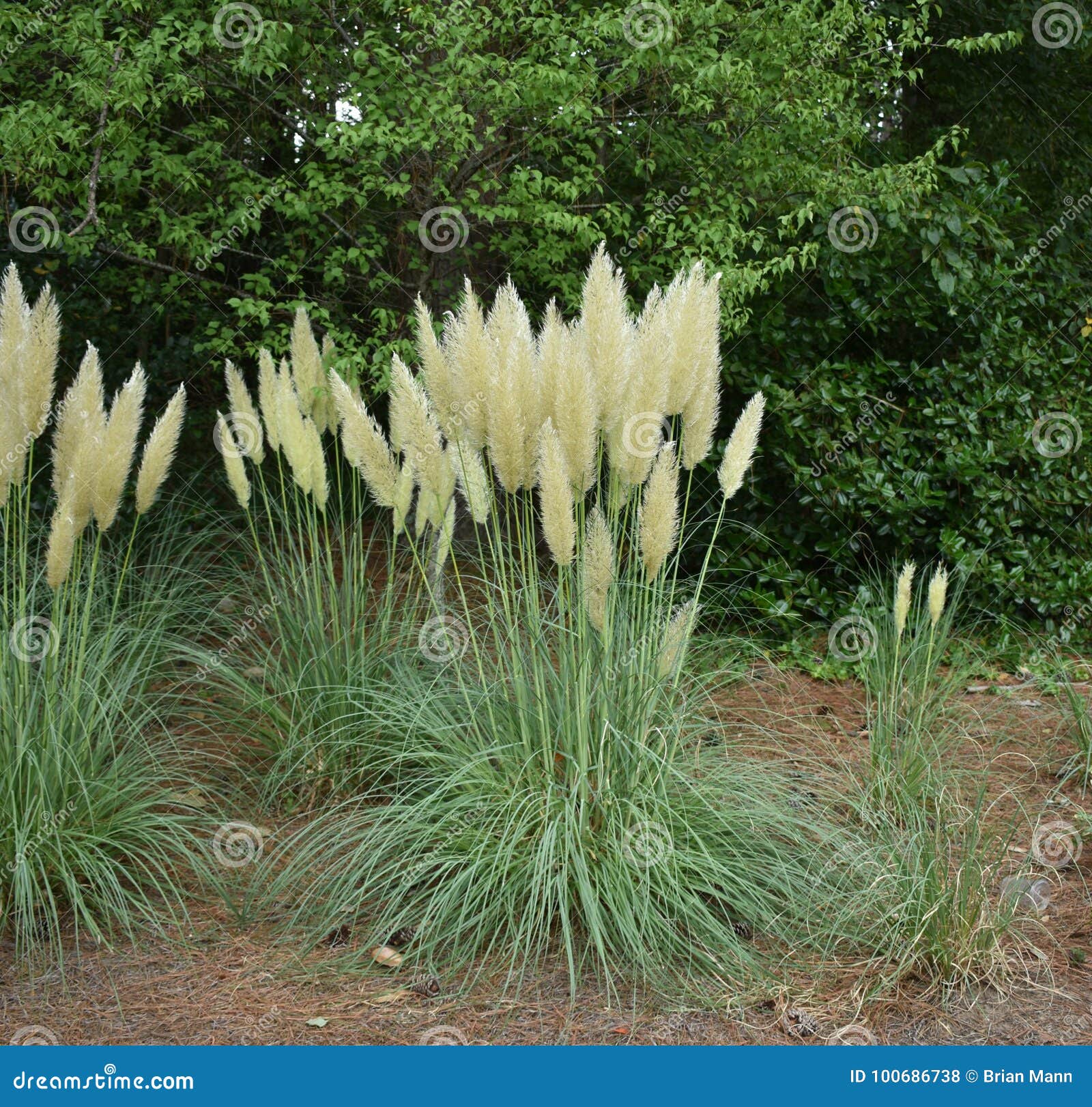 Dwarf Pampas Grass