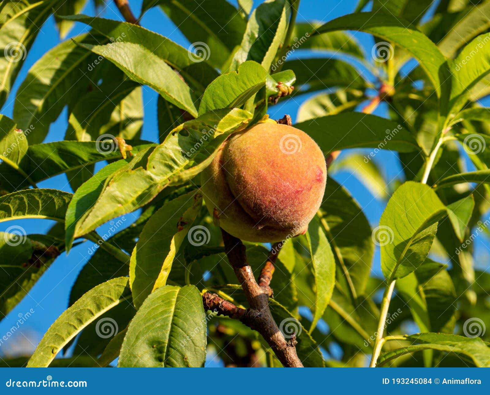 Dwarf Peach Prunus Persica in the Garden Stock Photo - Image of ...