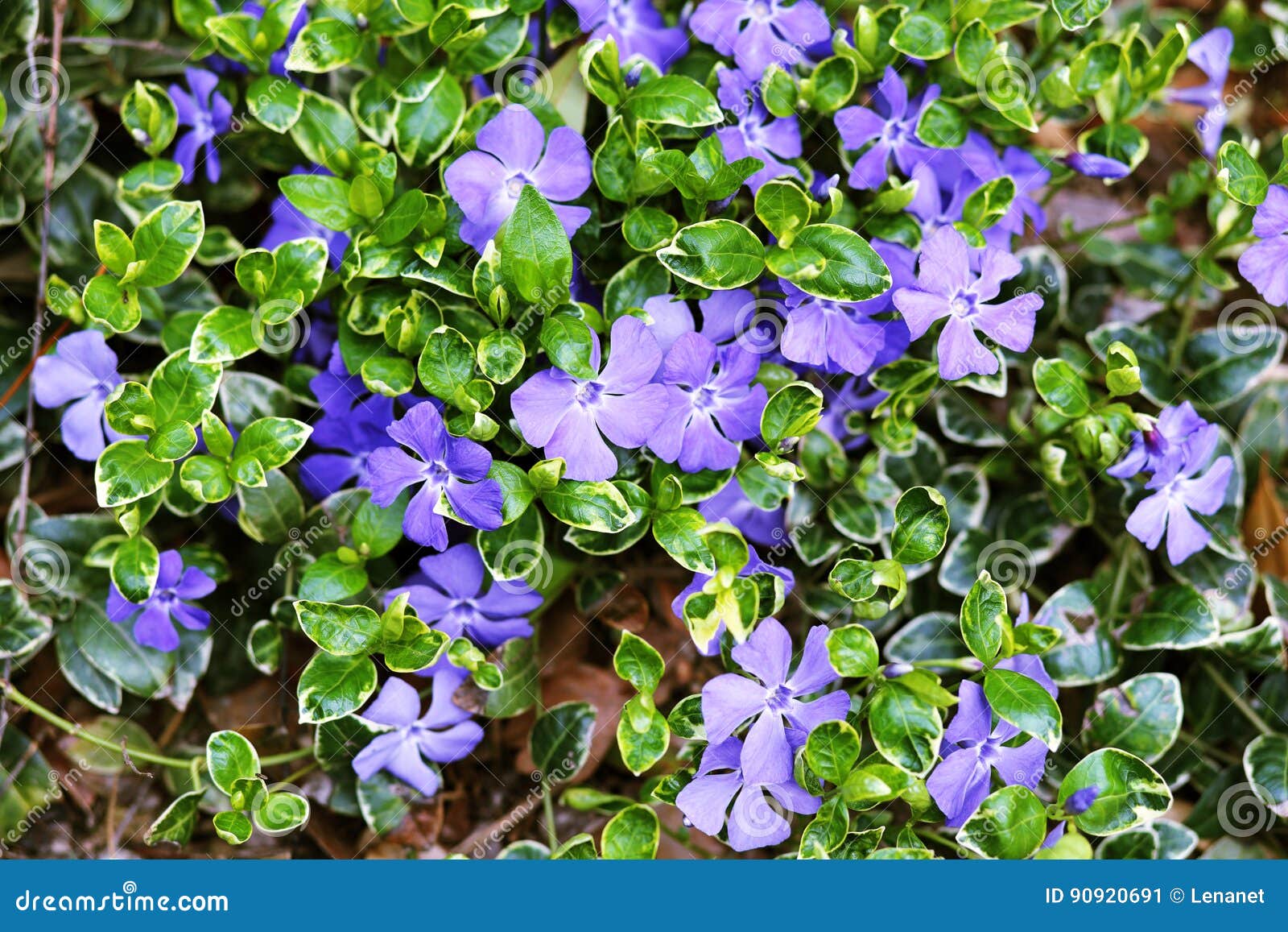 Dwarf periwinkle stock image. Image of outdoors, nature - 90920691