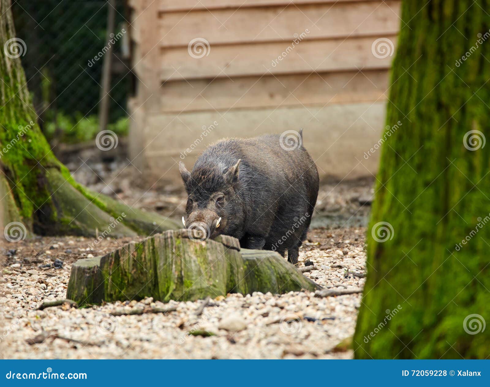 Dwarf Vietnamese Pot-bellied Black-and-white Mini Pig Stands On A ...