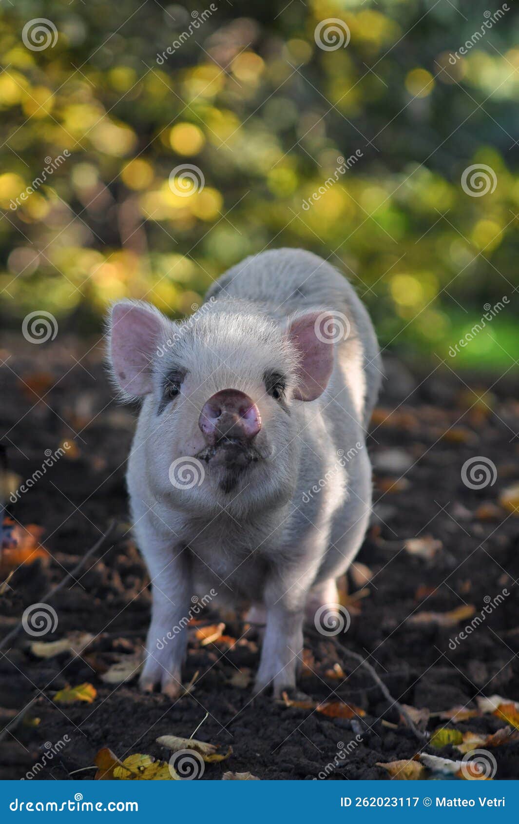 Dwarf Pig in the Woods Sniffs with Its Head Held High Stock Image ...