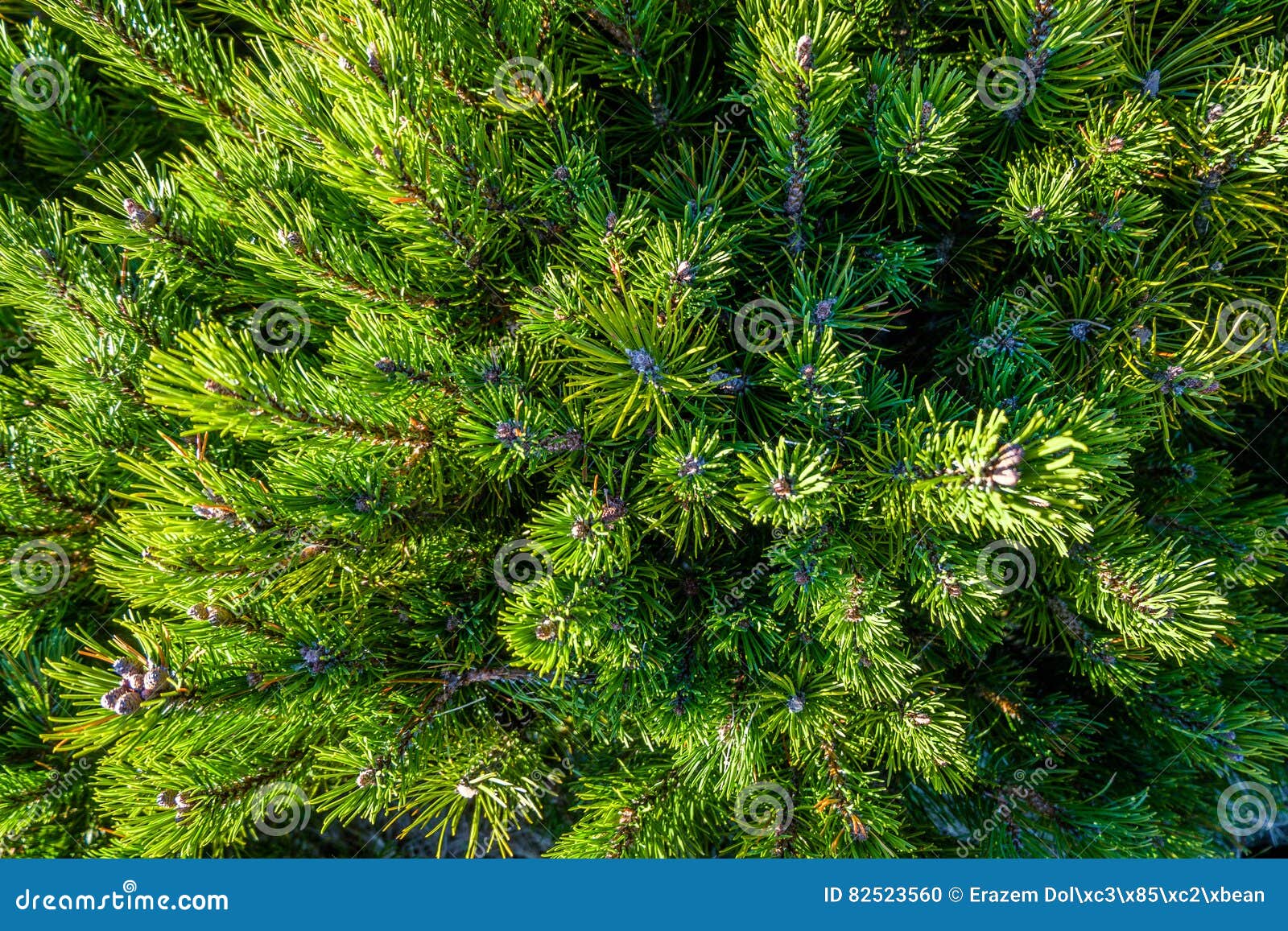 Dwarf pine from above stock photo. Image of formats, branch - 82523560