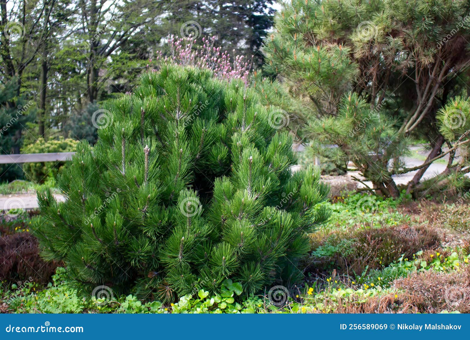 Dwarf Pine is a Decorative Tree Growing in the Park. Stock Image ...
