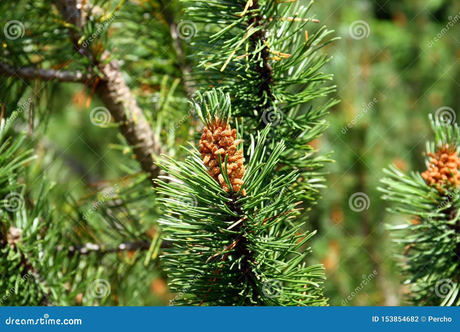 Dwarf pine stock photo. Image of wild, outdoors, dwarf - 153854682