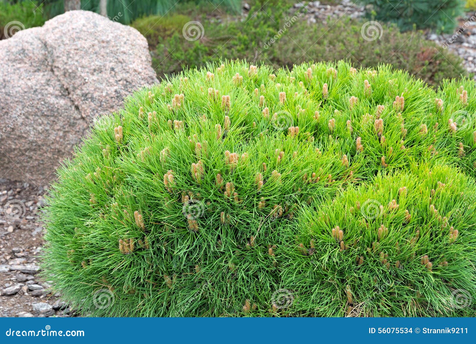 Dwarf Pine. Landscaping Element. Stock Photo - Image of texture, botany ...