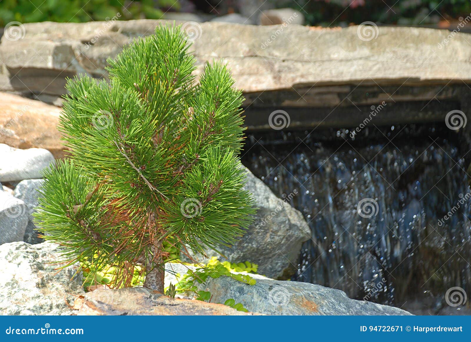 Dwarf Pine and Waterfall stock image. Image of leucodermis - 94722671