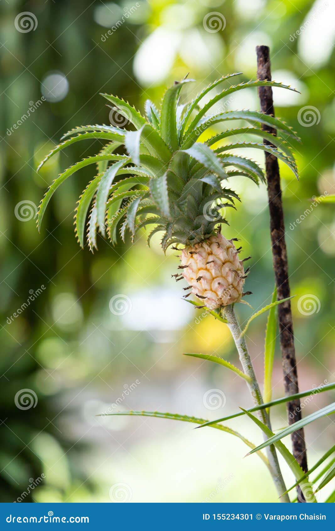 Dwarf Pineapple Ananas Ananassoides Stock Photo | CartoonDealer.com ...