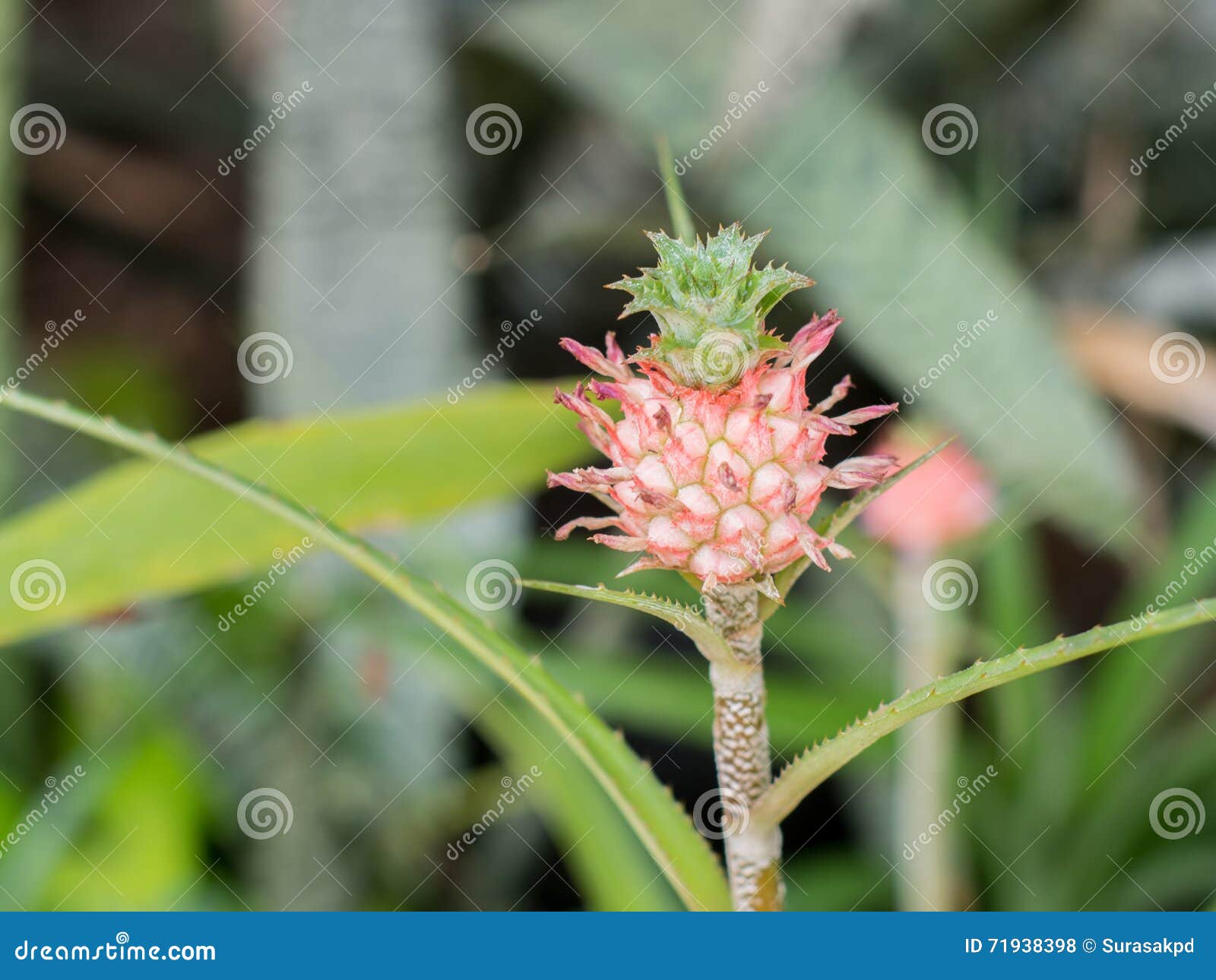 Dwarf Pineapple,Ananas Nanus. Stock Photo - Image of nature, fruits ...