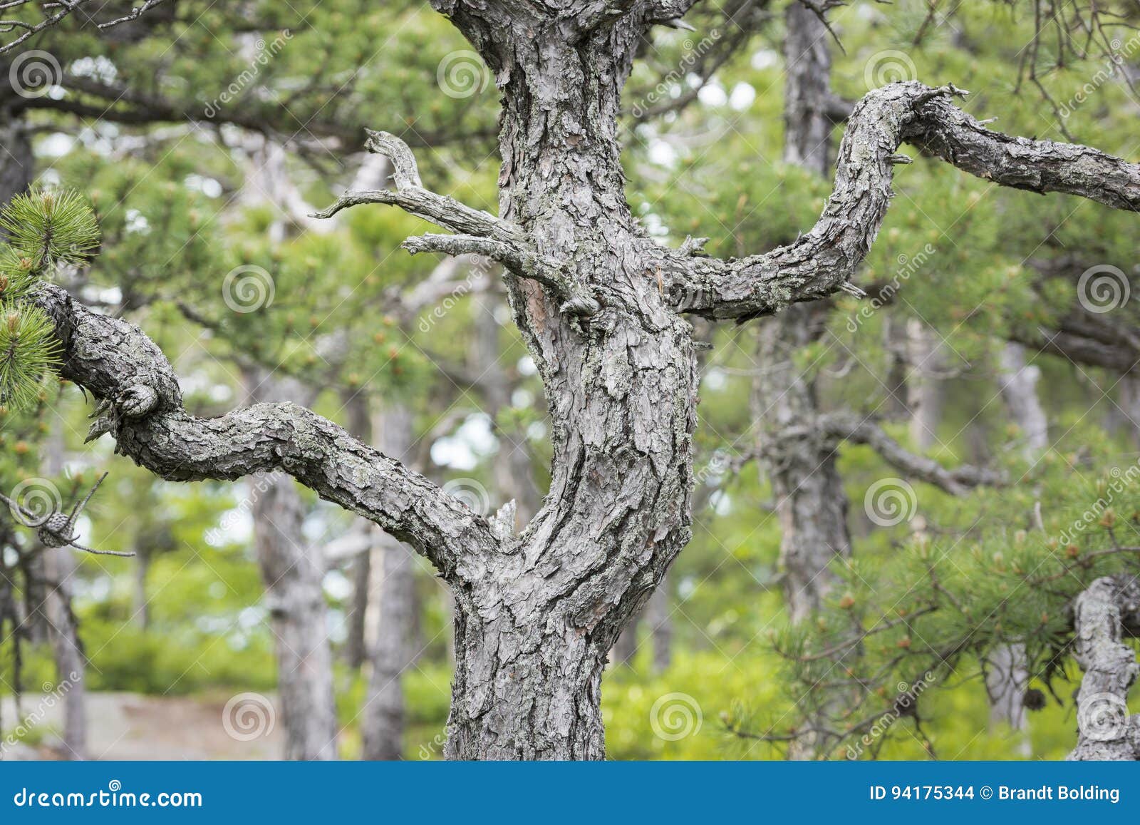 Dwarf Pitch Pine Tree in the Catskill Forest Preserve Stock Photo ...