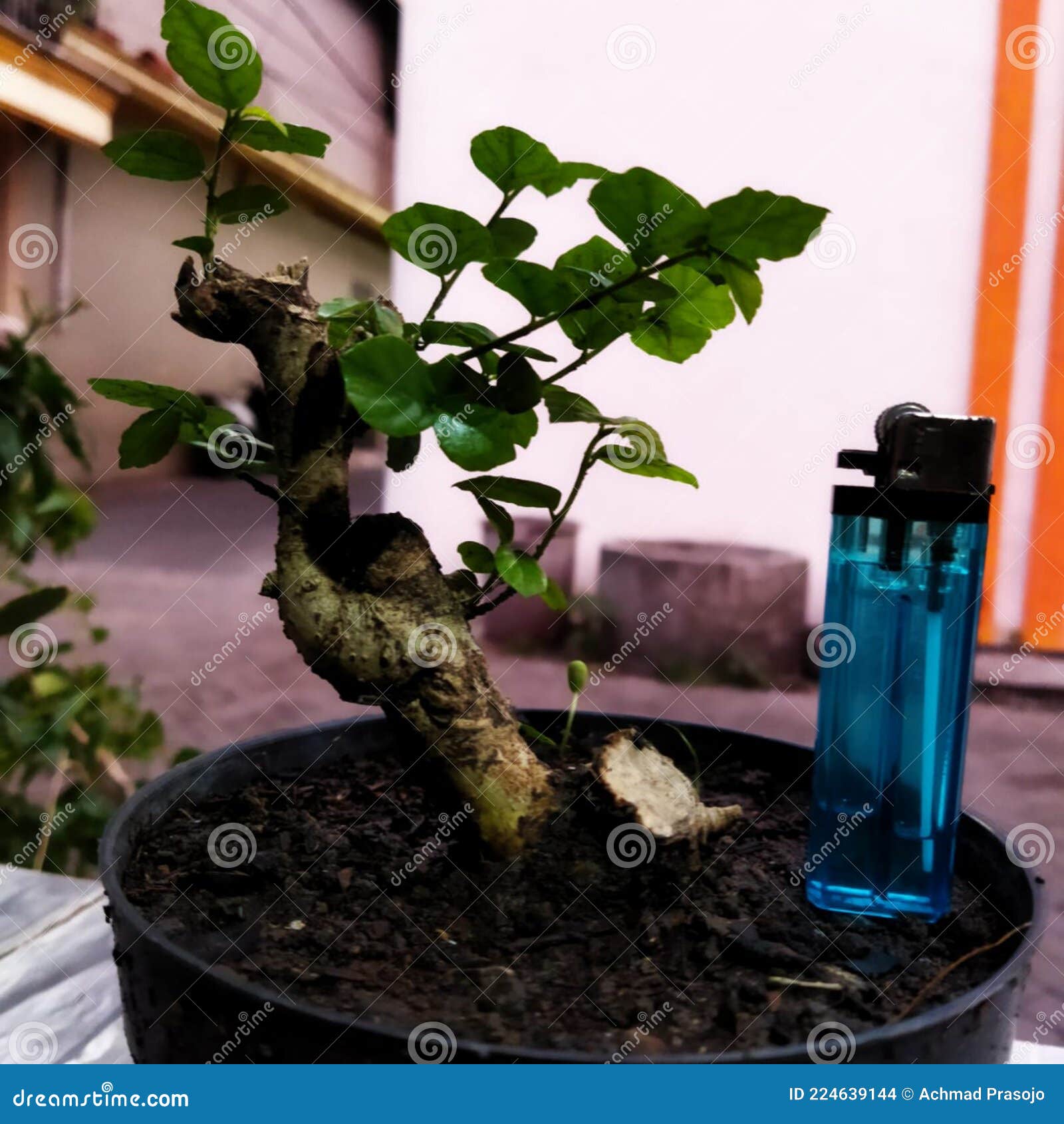 Dwarf plants ourdoor stock photo. Image of shrub, flower - 224639144