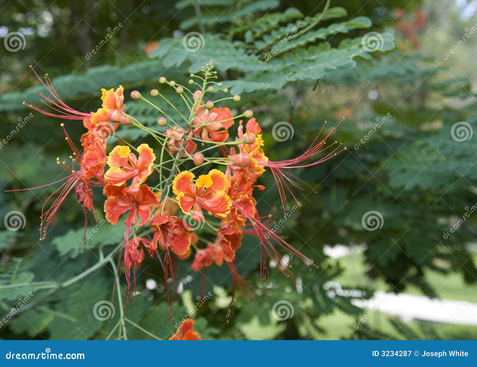 Dwarf poinciana stock image. Image of pretty, plant, dwarf - 3234287