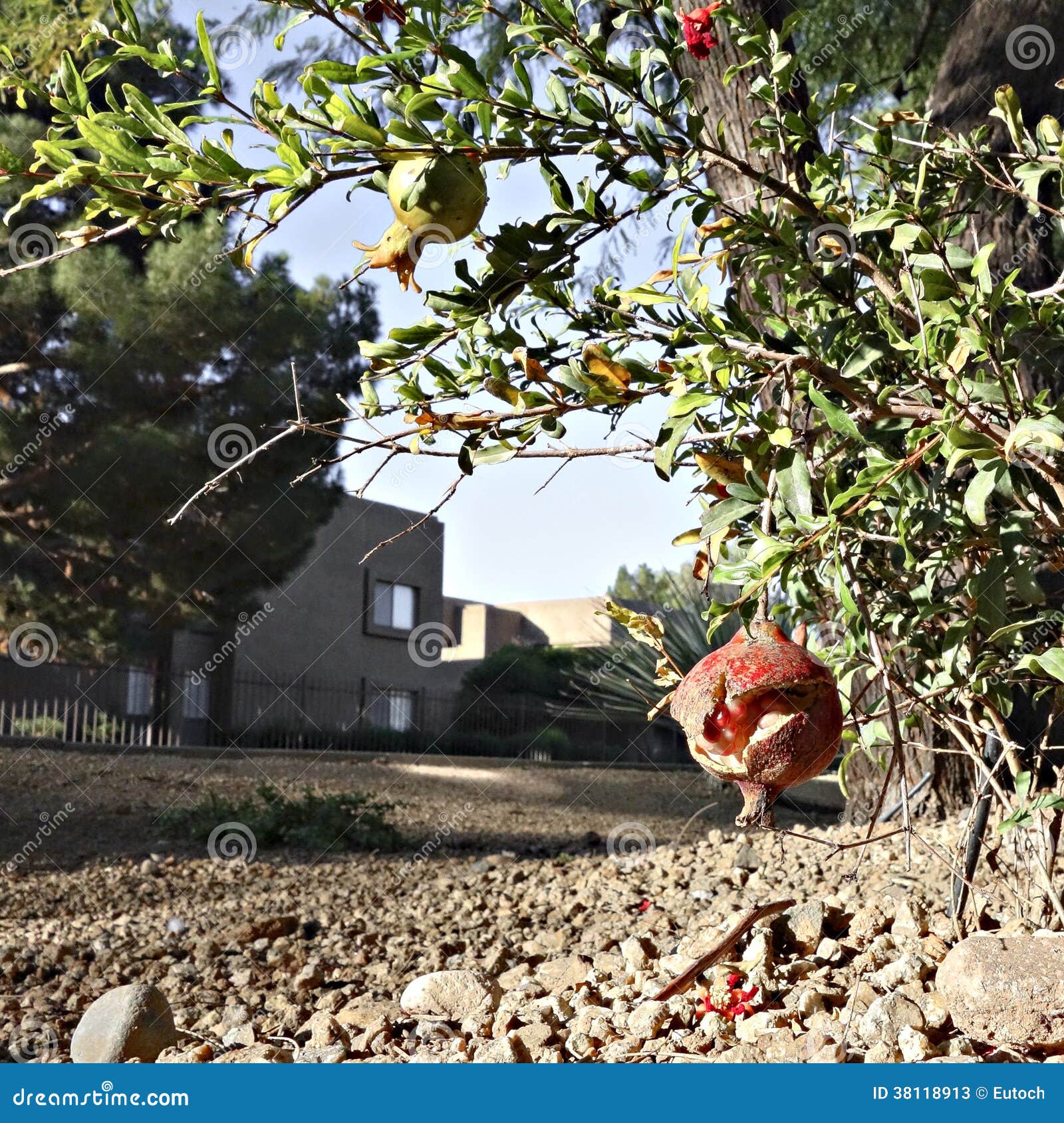 Dwarf Pomegranate Shrub With Red Fruits And Flowers In Autumn Royalty ...